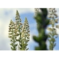 200 WHITE MIGNONETTE Reseda Alba Very FRAGRANT Flower Seeds - Walmart.com
