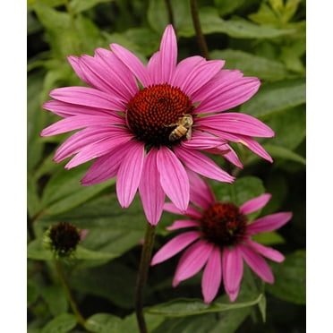 Spring Carpet Mount Atlas Daisy - Anacyclus depressus - 4" Pot ...