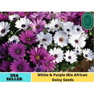 Osteospermum Akila African Daisy - Drought Tolerant, Outdoor Perennial ...