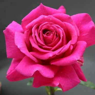 Heirloom Roses Rose Bush Red - Henry Kelsey Hardy Rose - Live Plant For ...