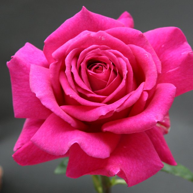 Heirloom Roses Purple Rose Plant - Big Purple® Hybrid Tea Rose Bush ...