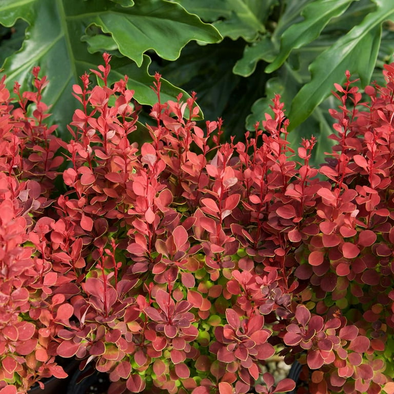 Orange Rocket Barberry