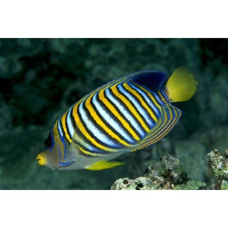 Fiji, Regal Angelfish (Pygoplites Diacanthus) Close-Up Side View Poster ...