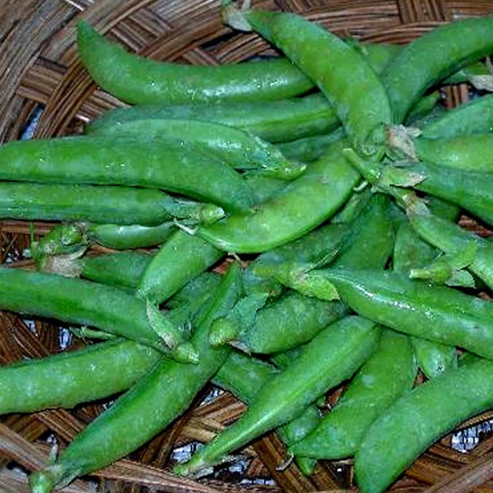 Sugar Daddy Snap Pea Garden Seeds - 1 Lbs - Non-GMO, Heirloom Vegetable ...