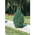 Blue Point Juniper 3 Large 3 Gallon Trees Juniperus Chinensis Evergreen ...