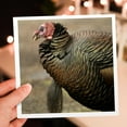 3drose, Wa, La Conner, Wild Turkey Bird - Us48 Tdr0048 - Trish Drury, 6 ...