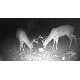 Manna Pro Acorn Rage Deer Attractant Block - Nutritious Acorn Scent, 20 ...