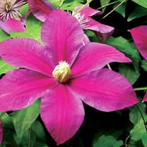 "Niobe Clematis Vine - Majestic Deep Ruby Red - Hardy Zones 4-8 - 2.5 ...