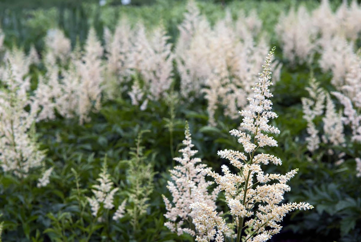 Diamonds and Pearls Astilbe - Pure White - Very Hardy! - Gallon Pot ...