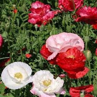 Red Poppy, 100+ Seeds, Worlds Most Popular Flower, Stunning Red Poppies ...
