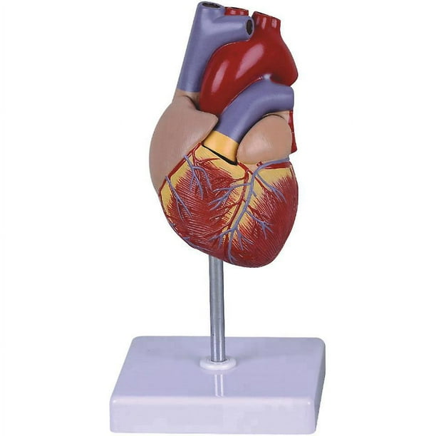 Learning Resources Modelo del Cuerpo Humano, Herramientas de ...