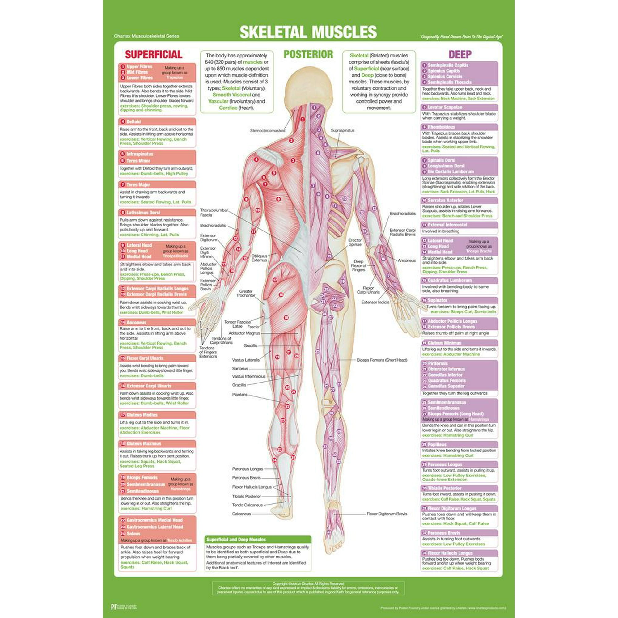 Superficial Skeletal Muscles Diagram