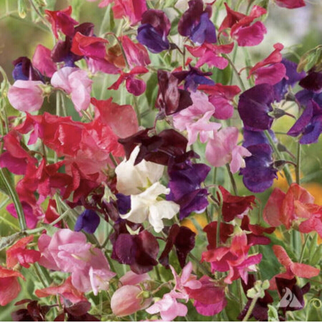 SWEET PEA HEIRLOOM Flower Mix Lathyrus Fragrant 5' Tall Vine Non-GMO 35 ...