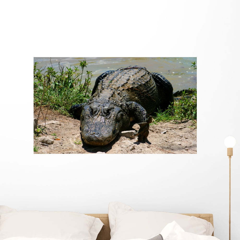 Everglades Miami Alligator Wall Mural by Wallmonkeys Peel and Stick ...