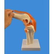 Eisco Labs Human Nose Anatomical Model, Longitudinal Section, 2 Times ...