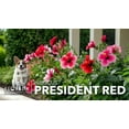 Hibiscus President Red 3 Live Plants Hibiscus Rosa-Sinensis Vibrant Red ...