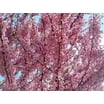 Red Flame Willow Trees - Burning Bush - Fast Growing and Stunning Color ...