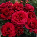 Heirloom Roses - Eleganza® Gypsy Soul Hybrid Tea Rose Bush - Walmart.com