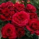 Heirloom Roses - Eleganza® Gypsy Soul Hybrid Tea Rose Bush - Walmart.com