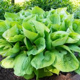 Giant Hosta Perennial Plant - 3 Bare Roots - Extra Large Blue-Green and ...