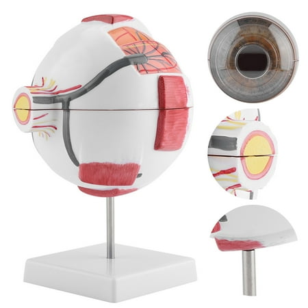 Eyeball Anatomy Model, Durable Human Eyeball Model, Eyeball Model ...