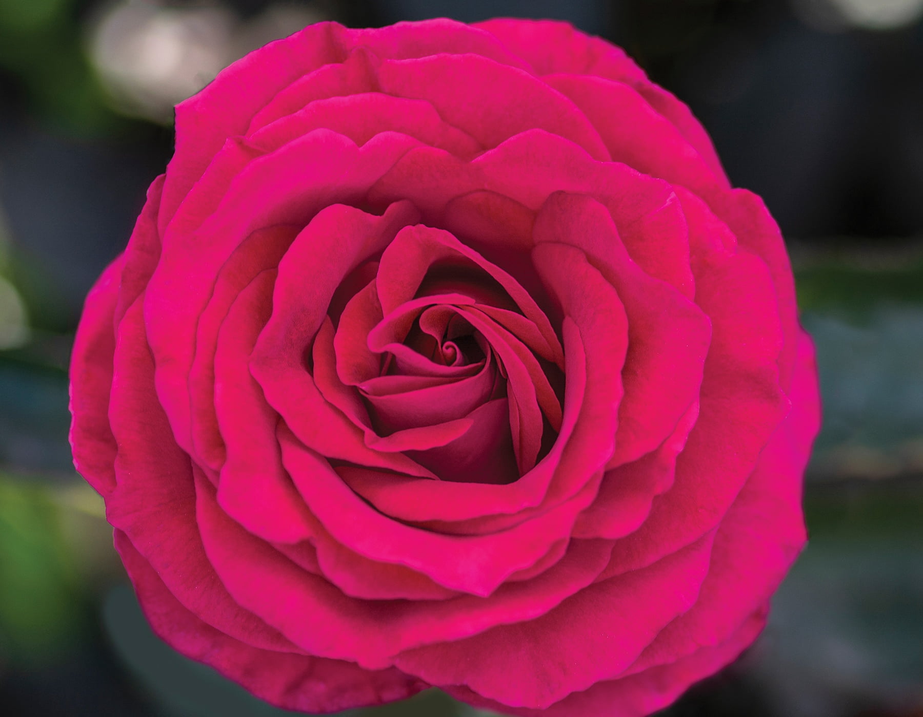 Dark Pink Rose Bush