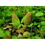 TRUE Morel Mushroom Indoor Grow Kit - Plant and Harvest at Home or ...