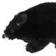 Skeleteen Realistic Black Prank Rat - Real Looking Scary Plush Fake ...