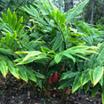 4 Zingiber Zerumbet Shampoo Ginger Roots, Awapuhi Fresh Ginger Rhizomes ...