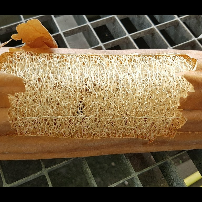 Luffa Sponge Seeds