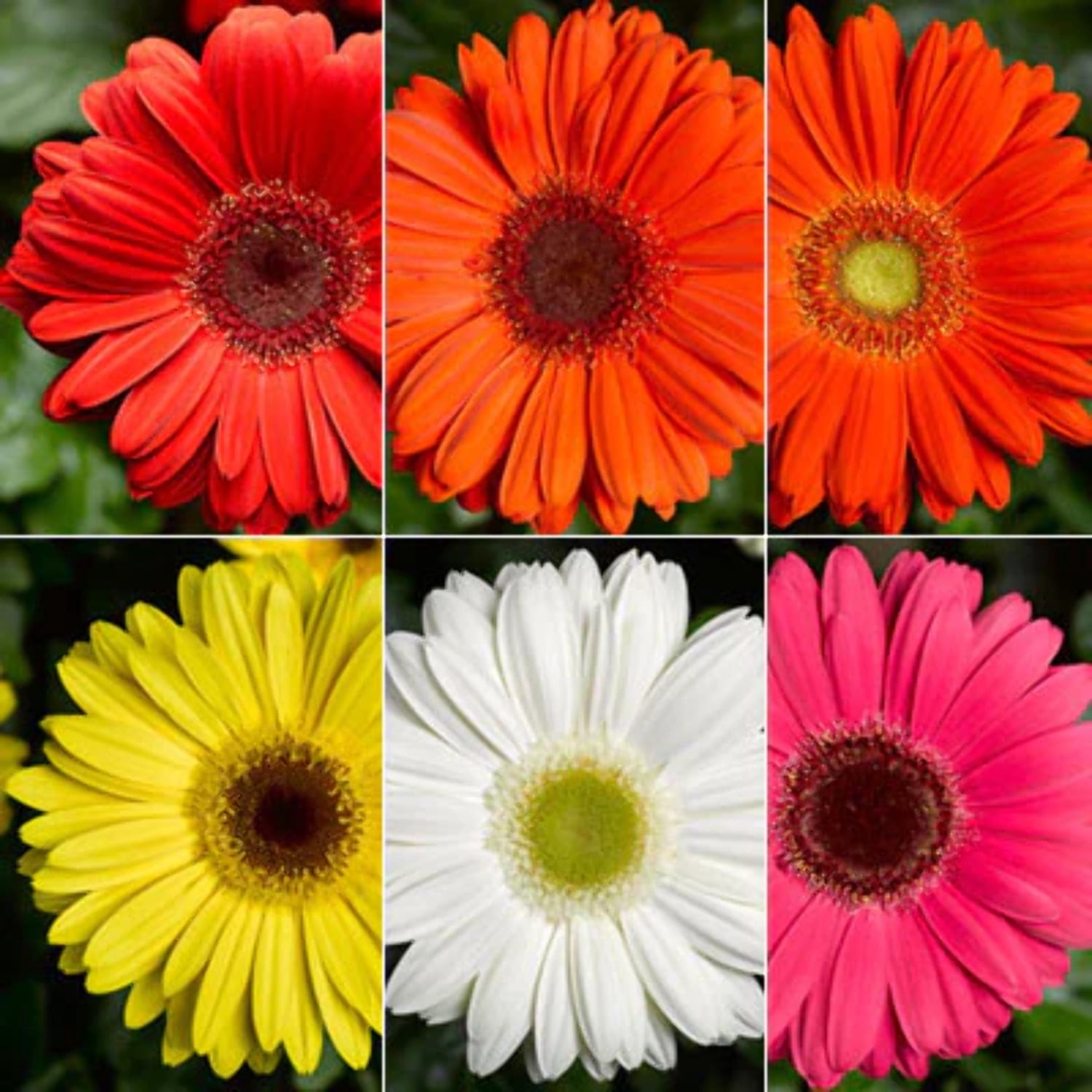Gerbera Bengal Mix F1 Seed - Walmart.com