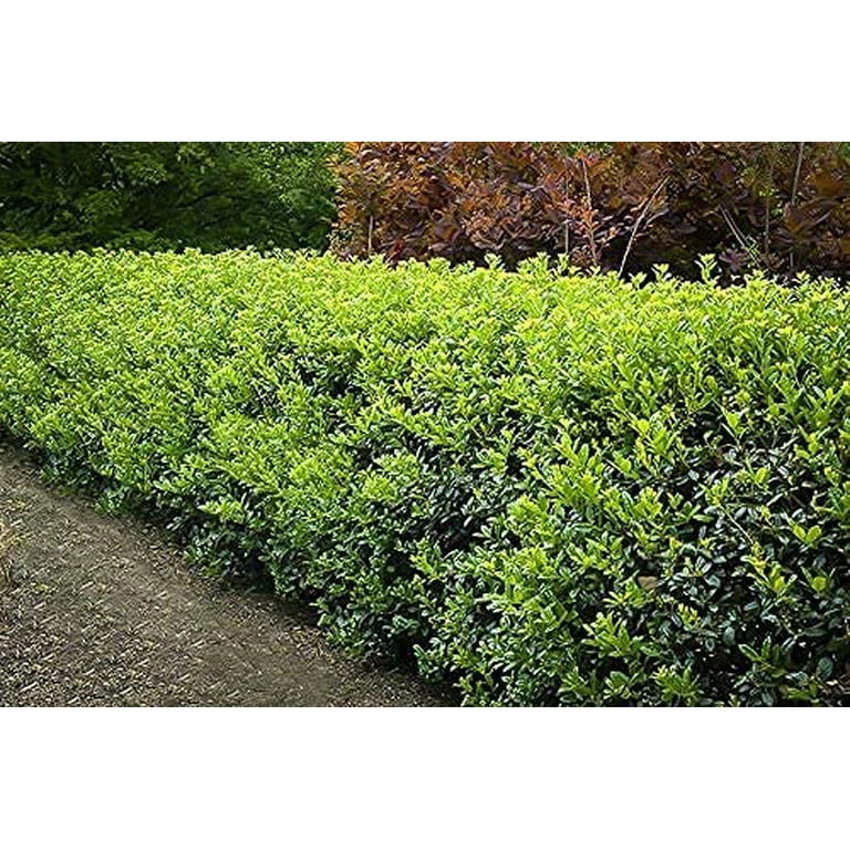 Dwarf Burford Holly Shrub