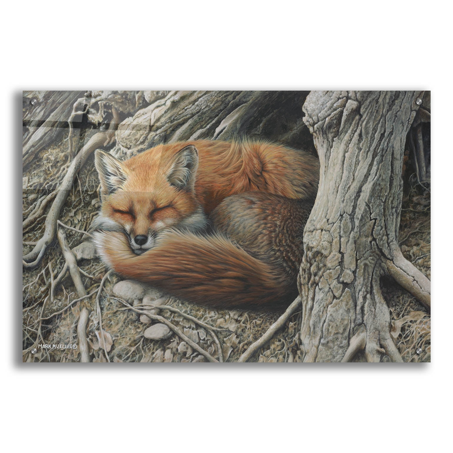 Epic Art 'Sleepy Hollow - Red Fox' by Mark Mueller Wildlife Art ...