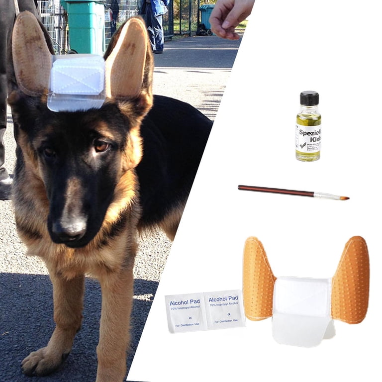 When Will My German Shepherd's Ears Stand Up | ppgbbe.intranet.biologia ...