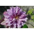 Clematis Proteus - Live Plant in a 4 Inch Growers Pot - Clematis ...