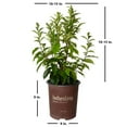 Southern Living Stellar Ruby Magnolia Live Shrub in 2-Gallon Grower Pot ...