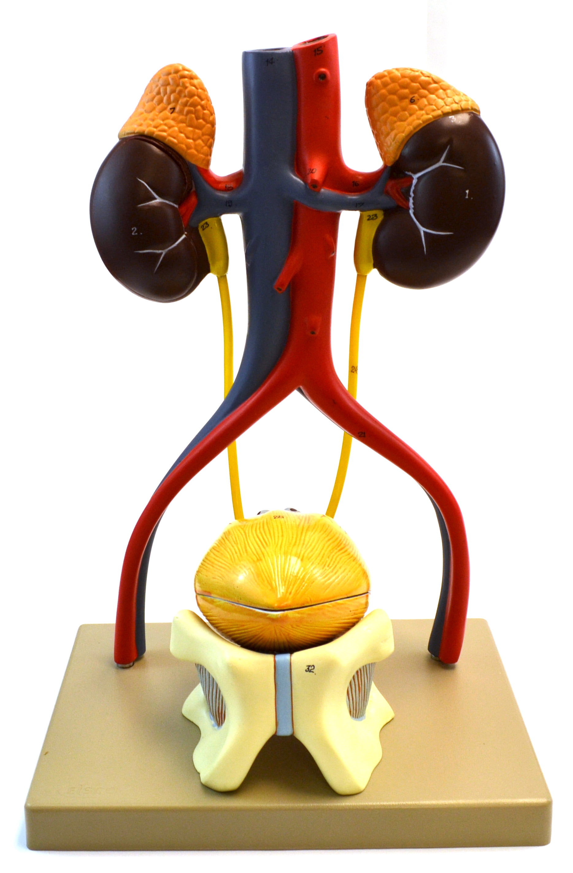 Eisco Labs Male Urinary System Model, Life Size, Free Standing, 15 ...