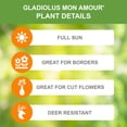 Garden State Bulb Mon Amour Gladiolus Flower Bulbs, 12/14cm (Bag of 60 ...