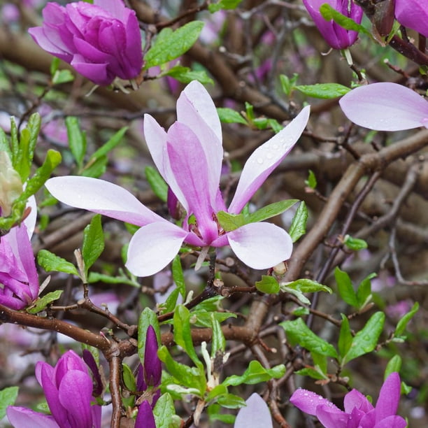 Plant Magnolia Tree Plant Magnolia Tree