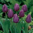 Tulip Single Early 'Purple Prince' (Triumph Tulip) Size 12/+ cm, Bulbs ...