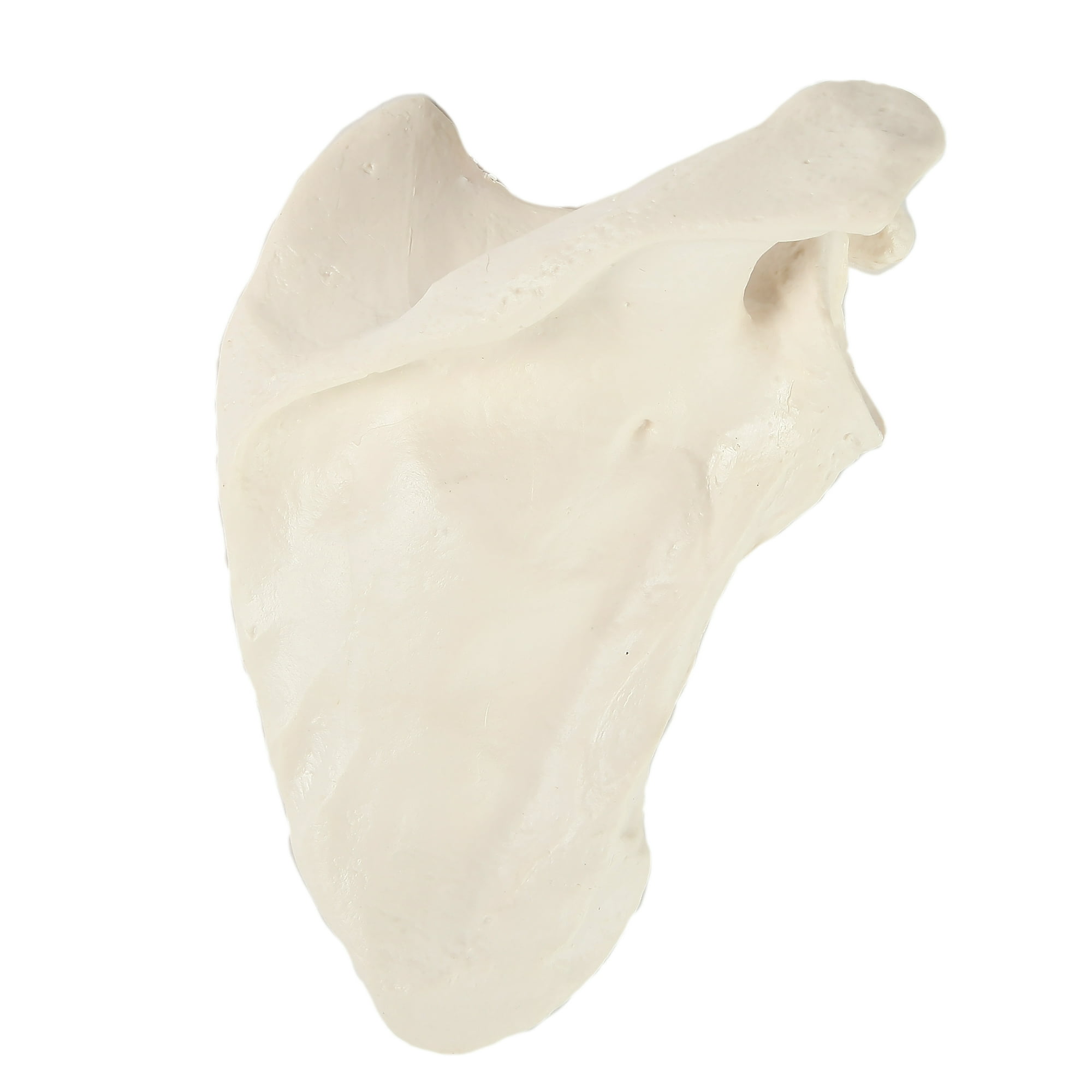 Human Scapula