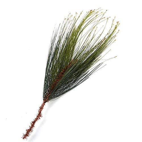 Wispy Evergreen Plant