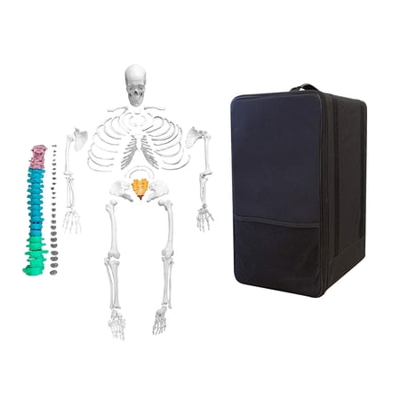 S09530-CCA Life Size, Total Disarticulated Skeleton | 5 Color-Coded ...