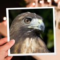 3drose, Usvi, St. Croix, Red-tailed Hawk, Bird-ca37 Ajn0035 - Alison ...