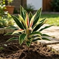 Agiufgs Artificial Agave Plant 20.47, Lifelike Plastic Decor, for Shelf ...