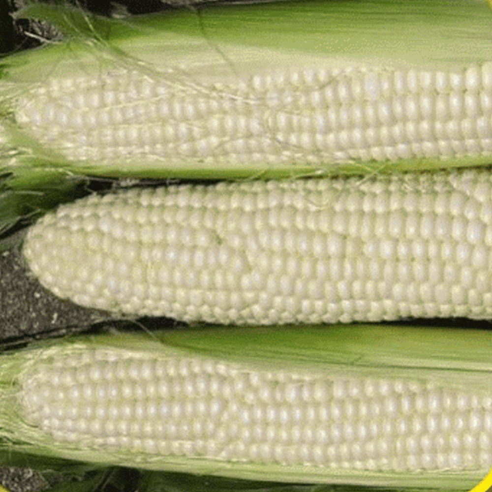 Everwilde Farms - 1/4 Lb How Sweet It Is F1 Hybrid White Sweet Corn ...