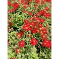 Seedville USA, Flower Seeds, 50 Scarlet Verbena Nana Compacta - Walmart.com