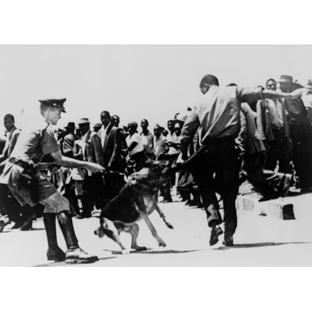 Police Dog Attacking A Black Zimbabwean Man During A Demonstration In ...