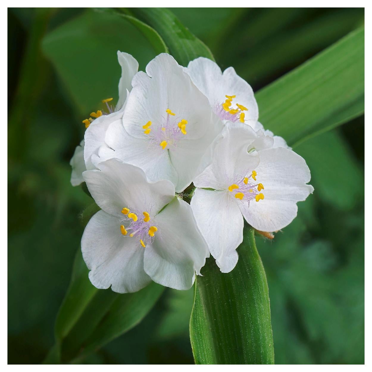 Everwilde Farms - 1 oz White Ohio Spiderwort Native Wildflower Seeds ...