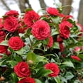 Camellia Plant Live for Outdoor Planting, Camellias Starter in 4'' Pot ...